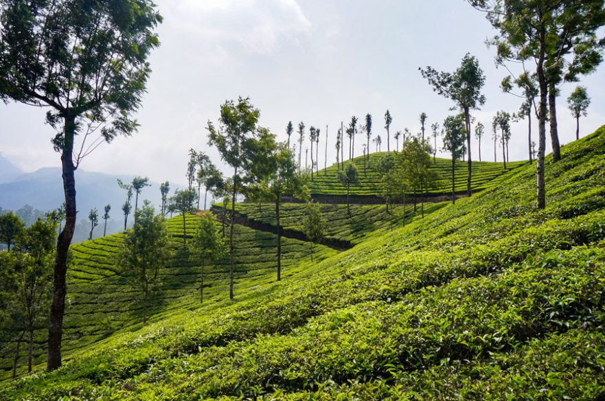 Practical guide to Munnar Kerala from a traveler perspective