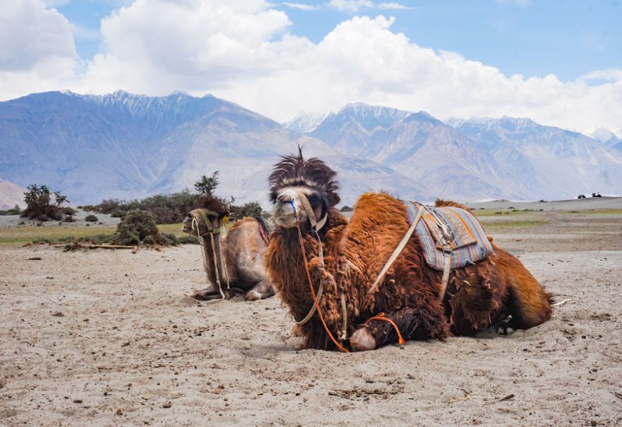 Hunder Sand Dunes - Nubra Valley